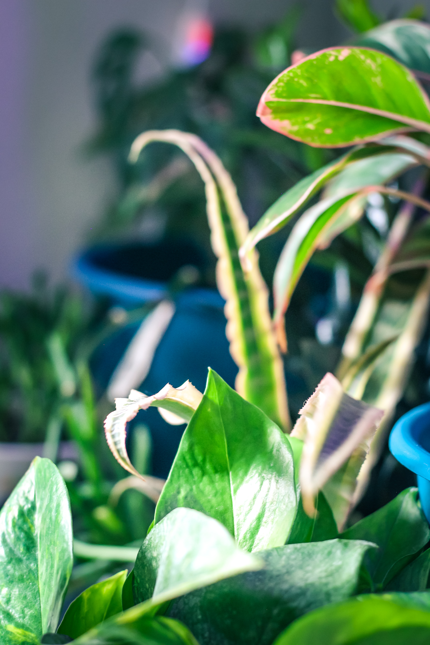 House Plant Lighting Guide 101 - The Botanical Texan