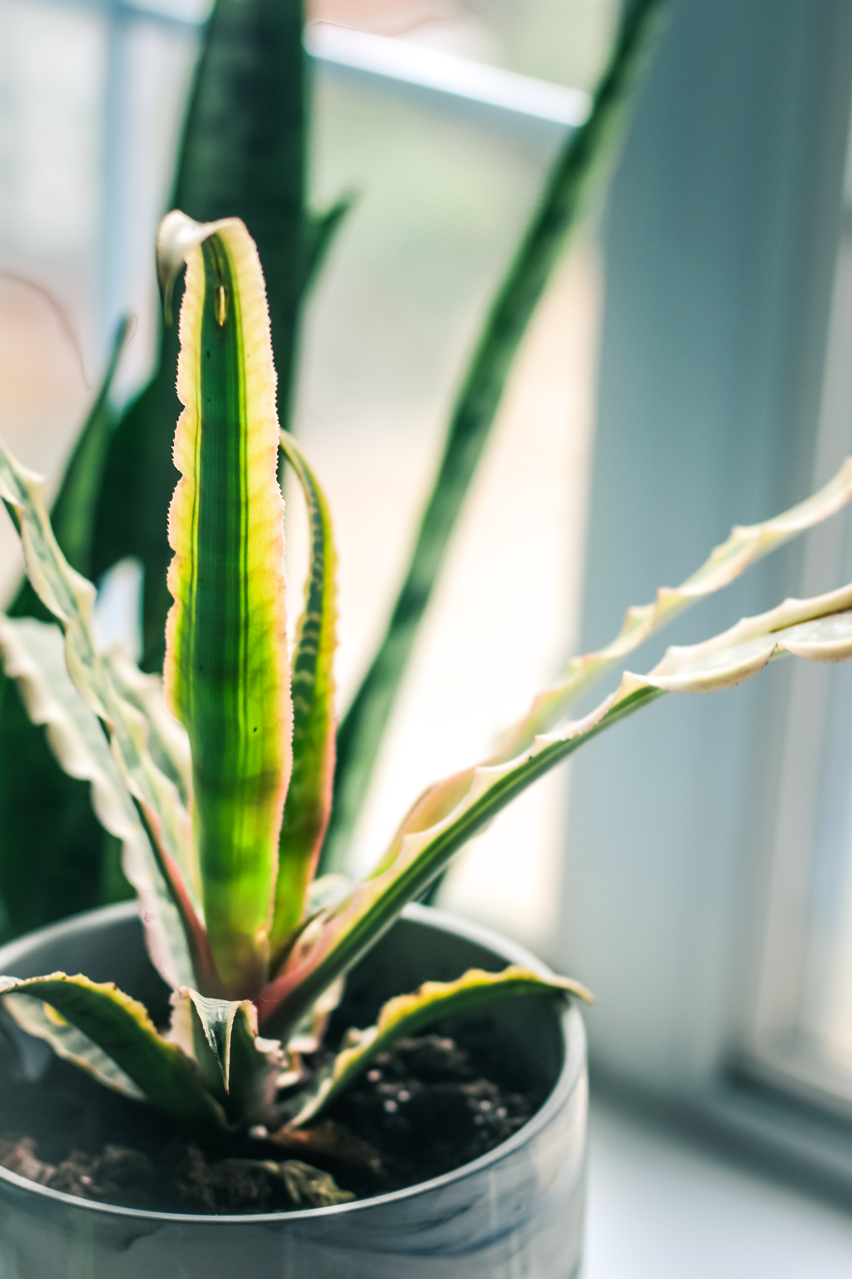 House Plant Lighting Guide 101 - The Botanical Texan