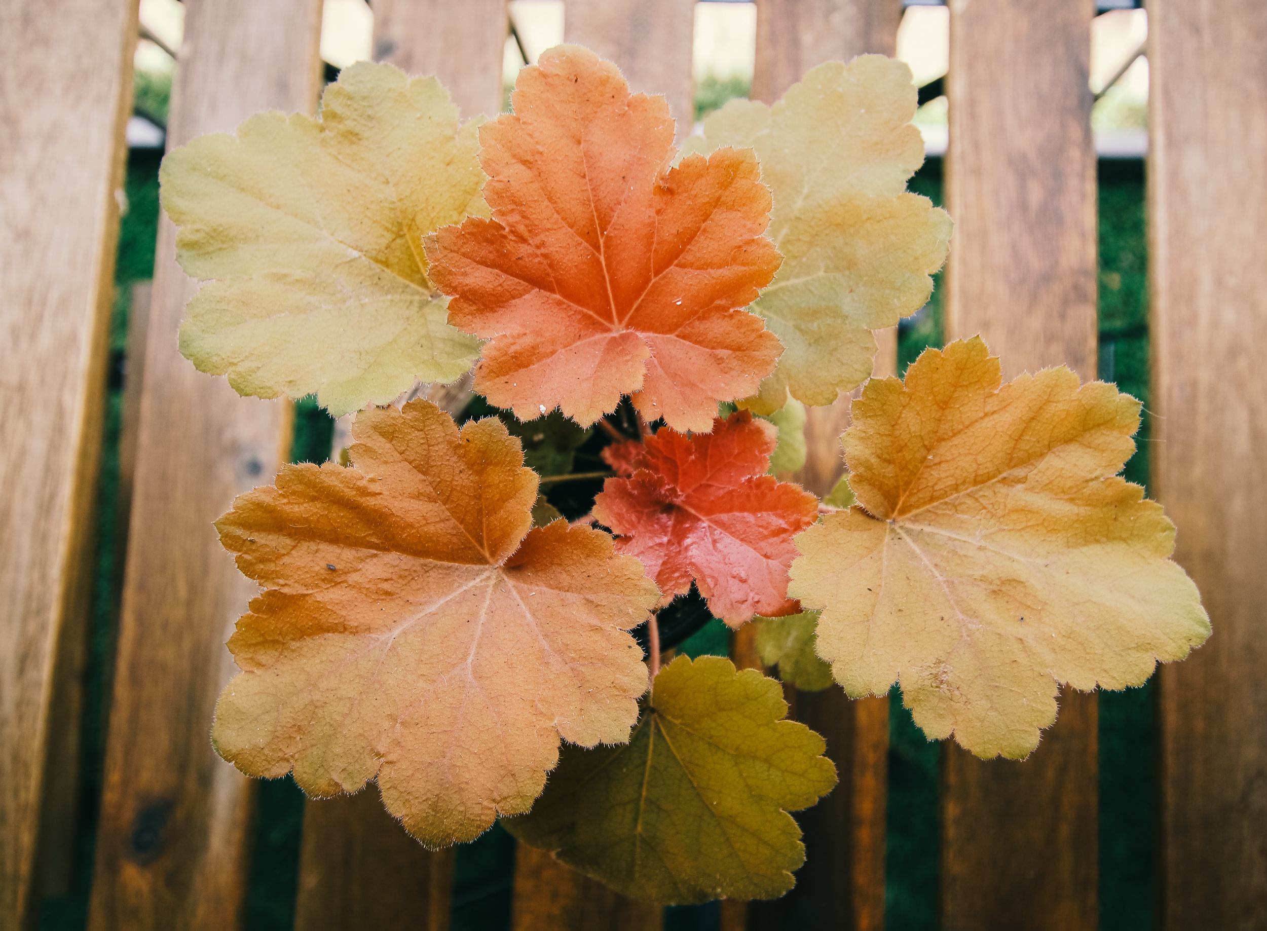 Coral Bell Care Tips - The Botanical Texan